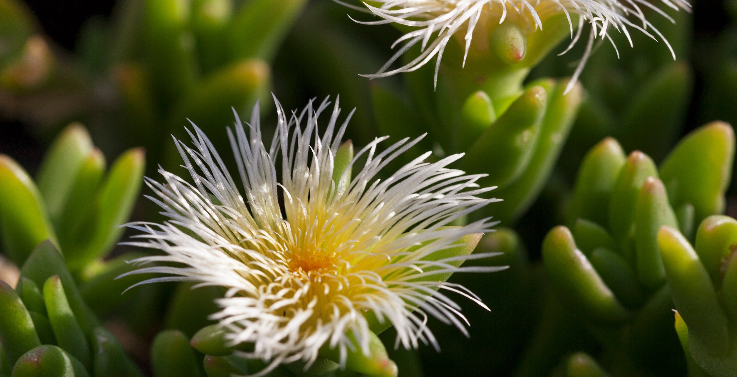 NuMuti | African inspired Wellness drinks – Numuti